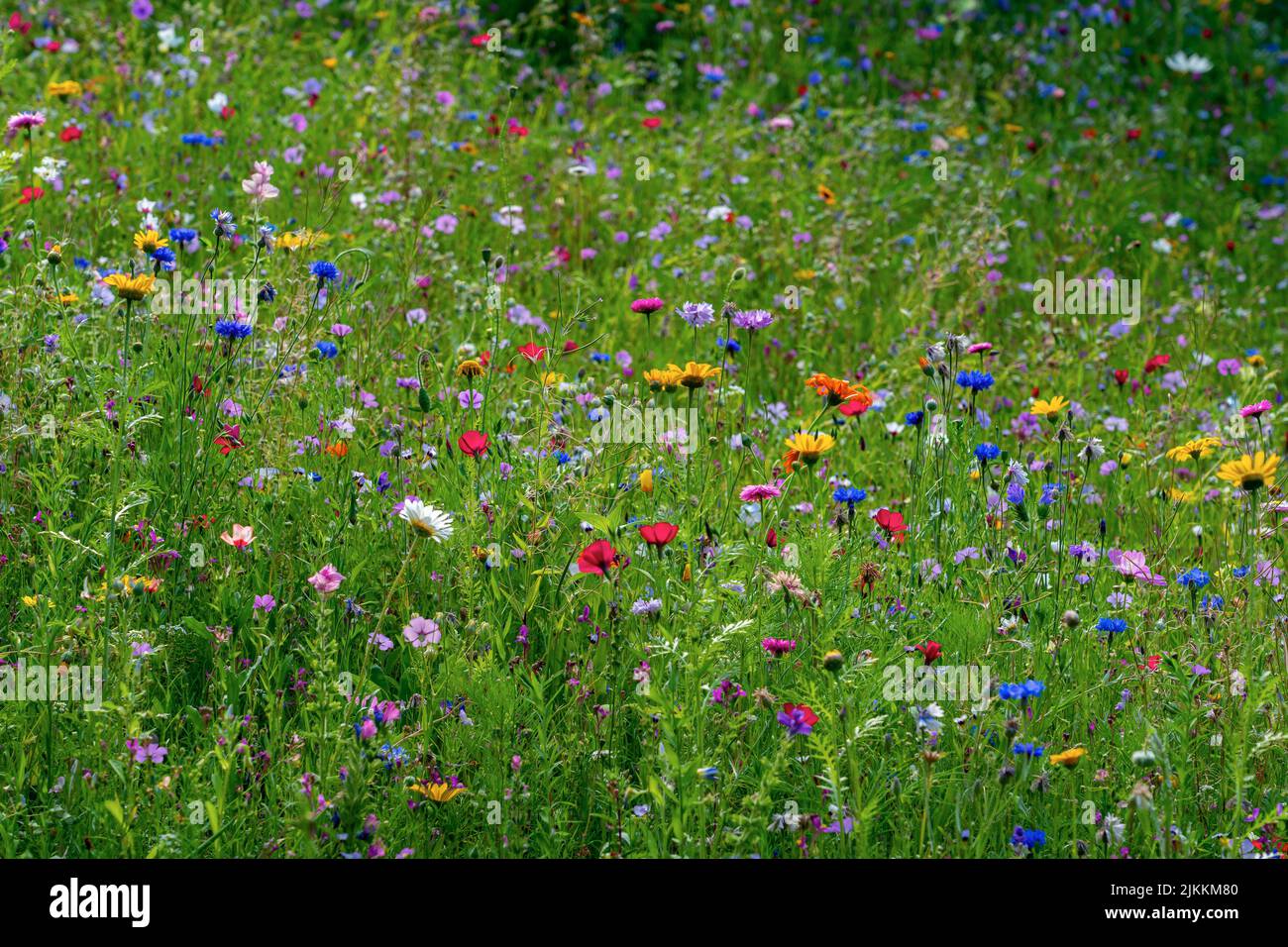 Different types of flowers in green field with variety of colors Stock ...