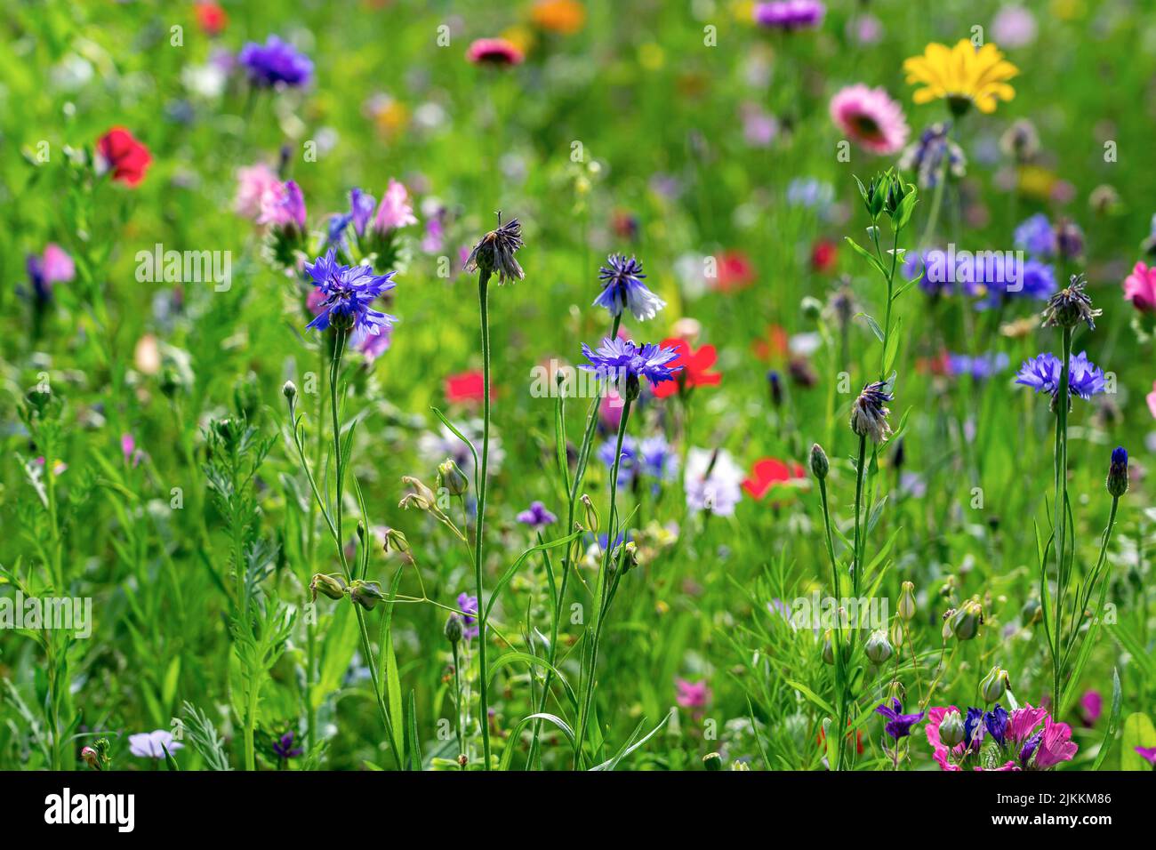Different types of flowers in green field with variety of colors Stock ...