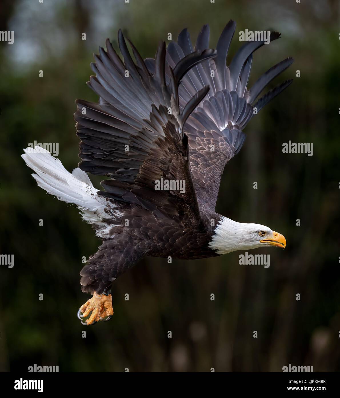 A beautiful shot of a flying Bald eagle spreading wings with blurred ...
