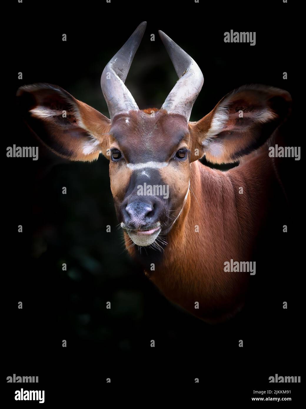 African bongo hi-res stock photography and images - Alamy