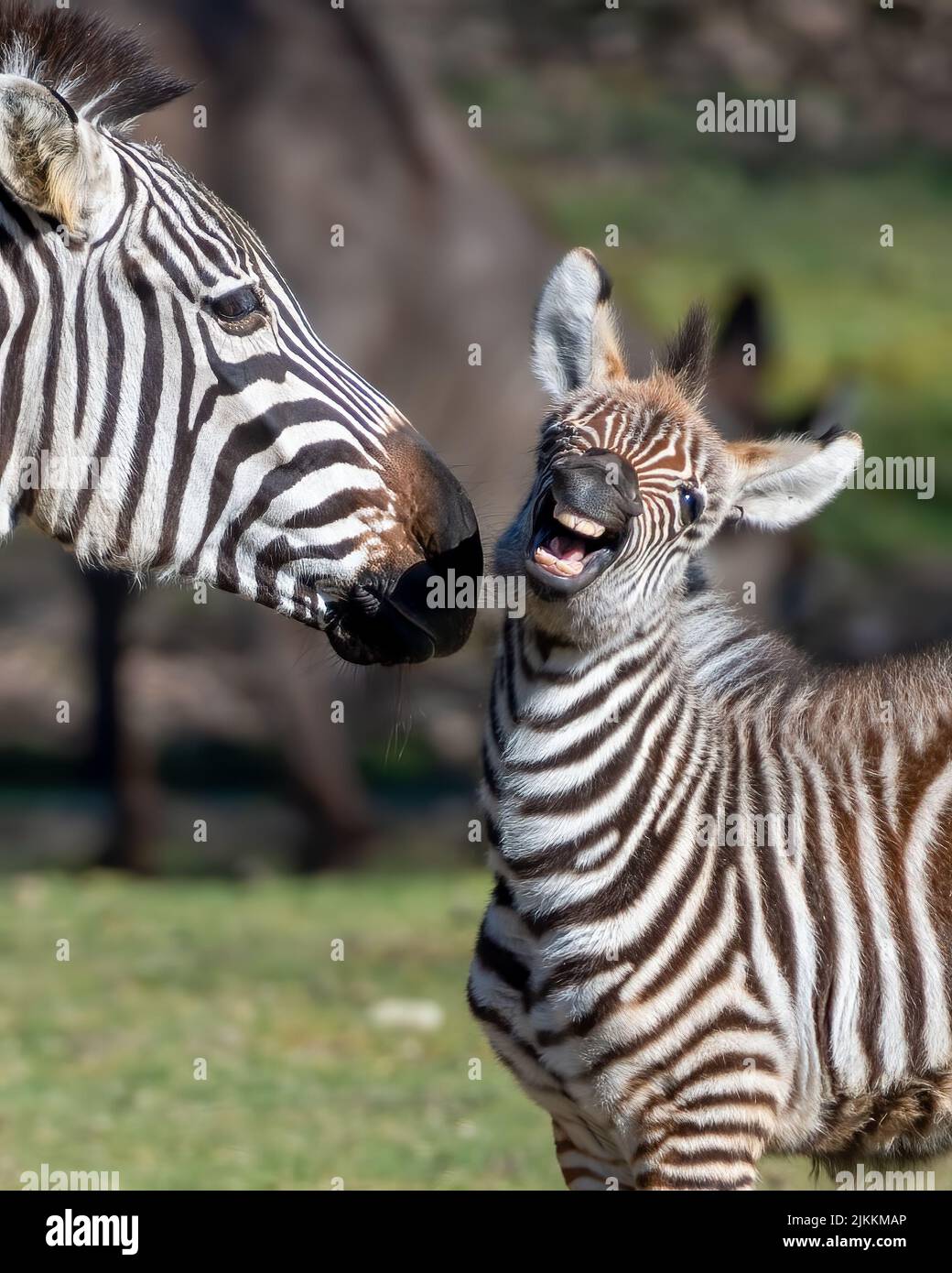 Zebra smiling hi-res stock photography and images - Alamy