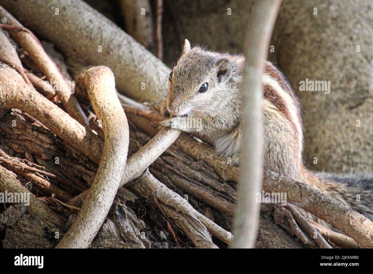 A Closeup of a furry squirrel on broken tree branches under the sun ...