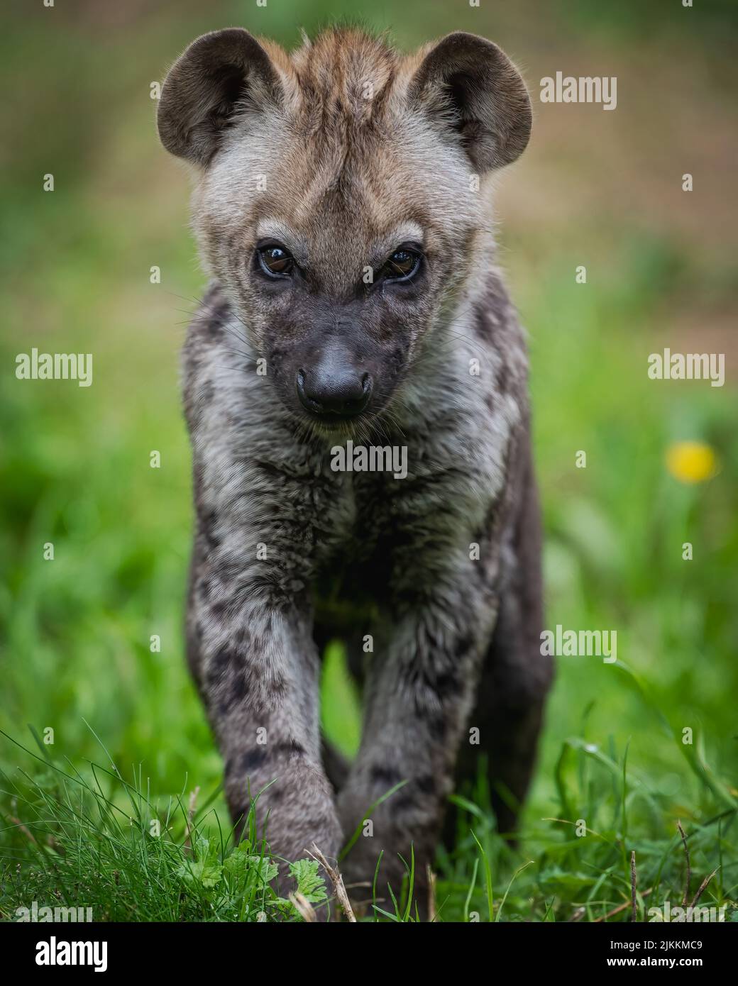A closeup shot of a young Spotted hyena animal on the grass with ...