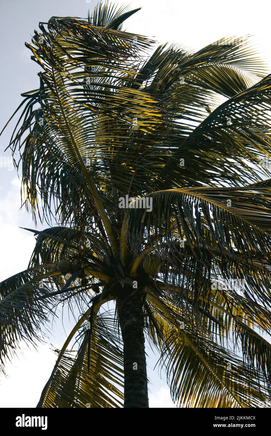 Coconut tree seaside hi-res stock photography and images - Alamy