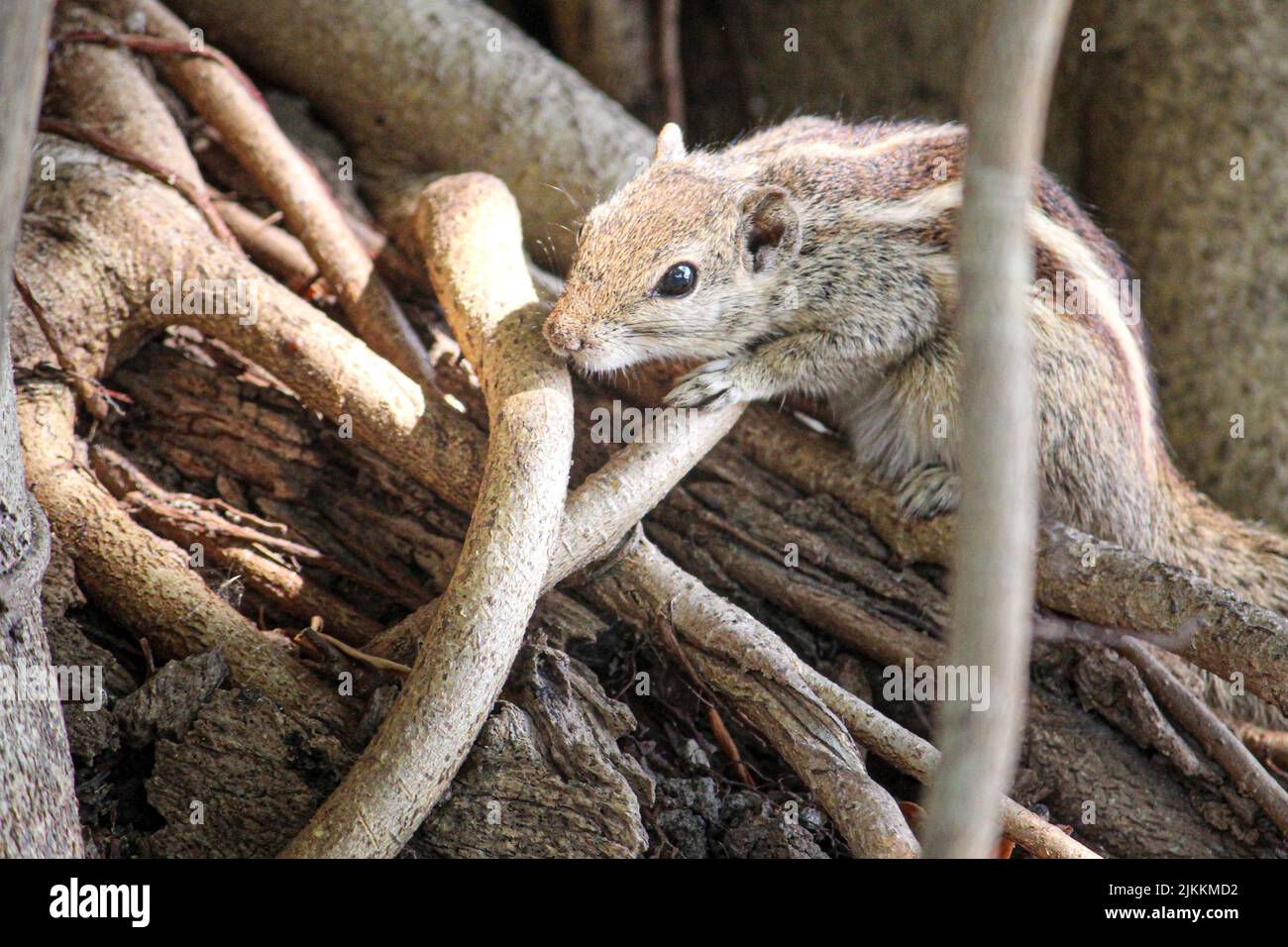 Broken tree branches hi-res stock photography and images - Alamy