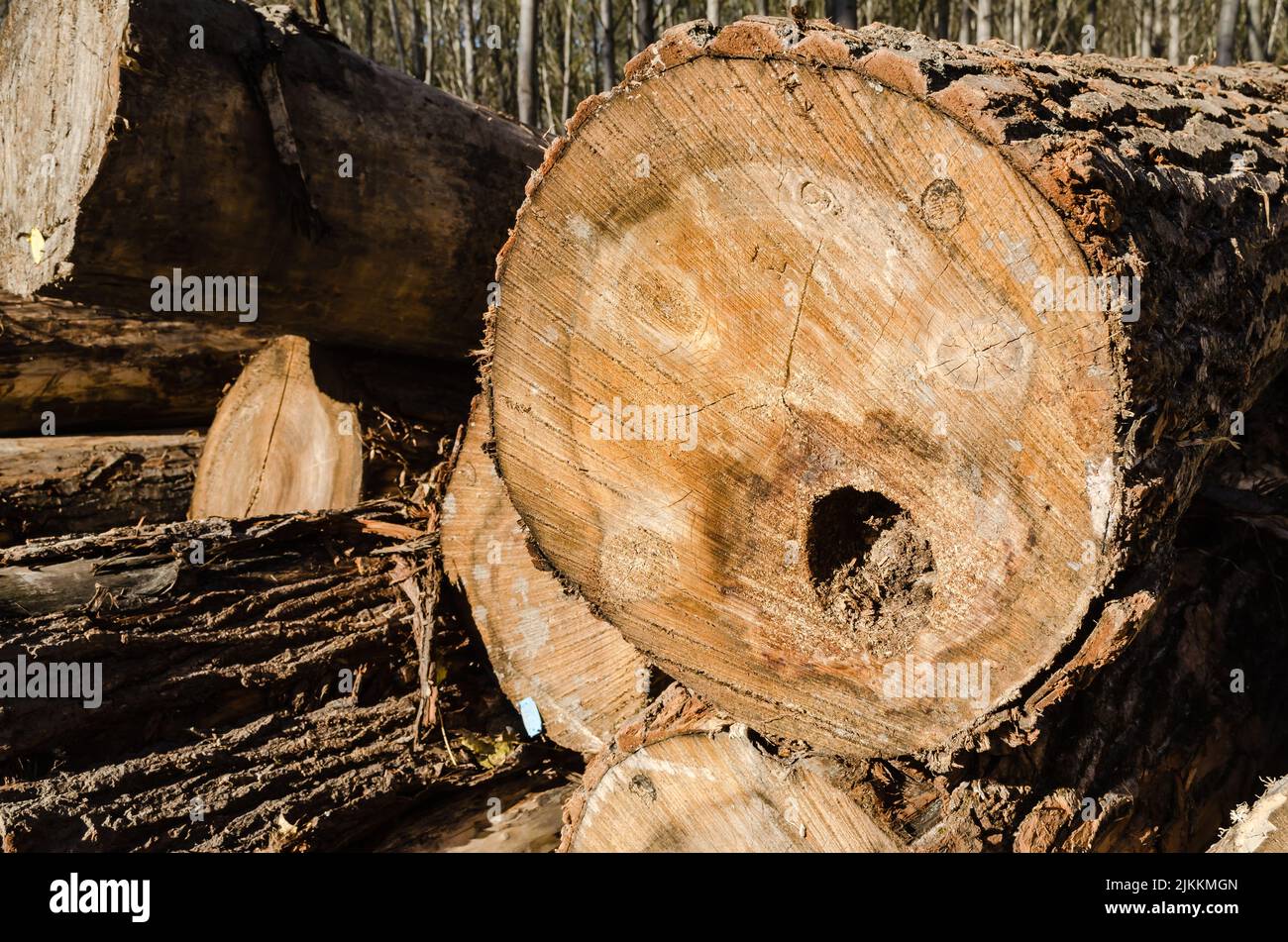 Cut poplar trees by the road in the autumn forest Stock Photo - Alamy