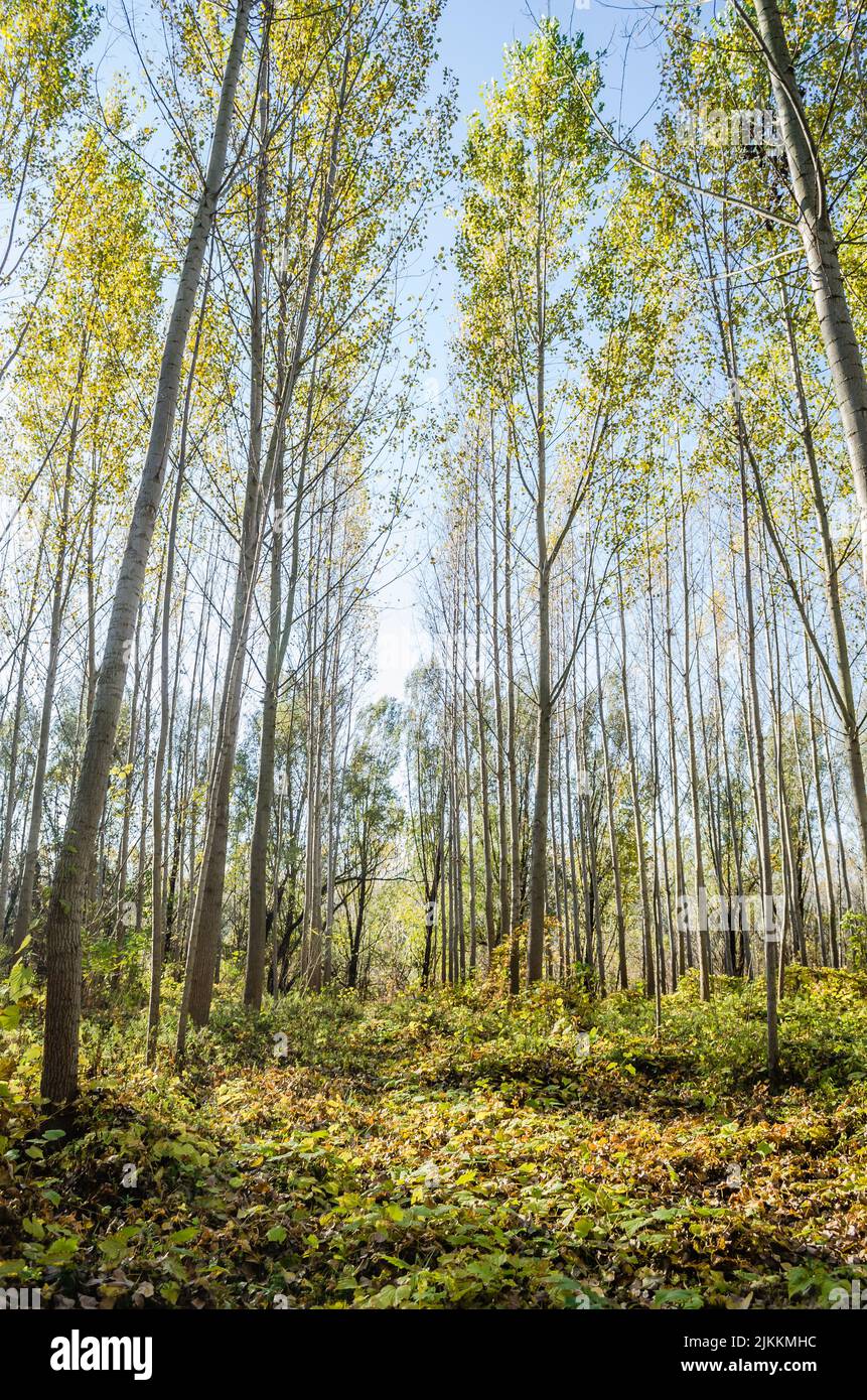The ambience of the forest in the autumn, by the river Danube Stock ...