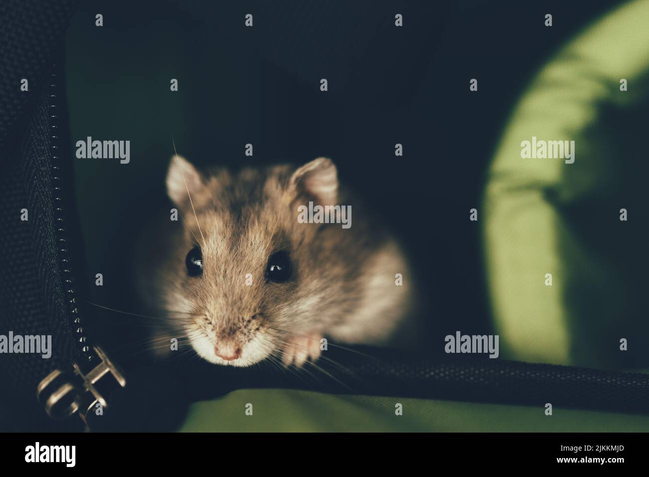 Mouse on a black background hi-res stock photography and images - Alamy