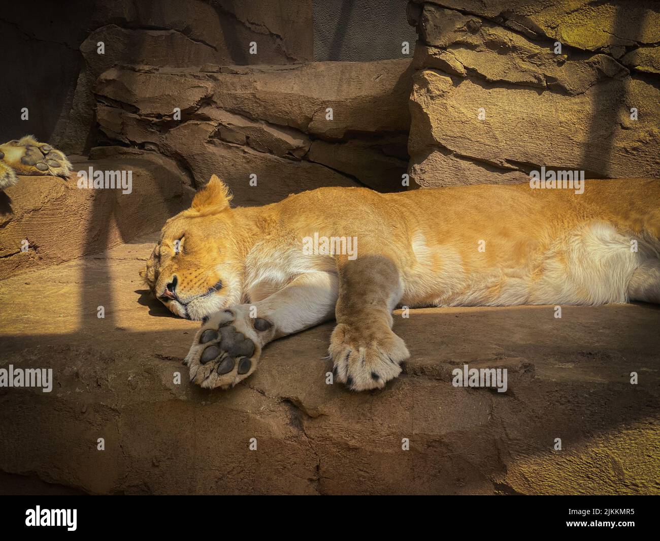 Lion sleeping zoo hi-res stock photography and images - Alamy