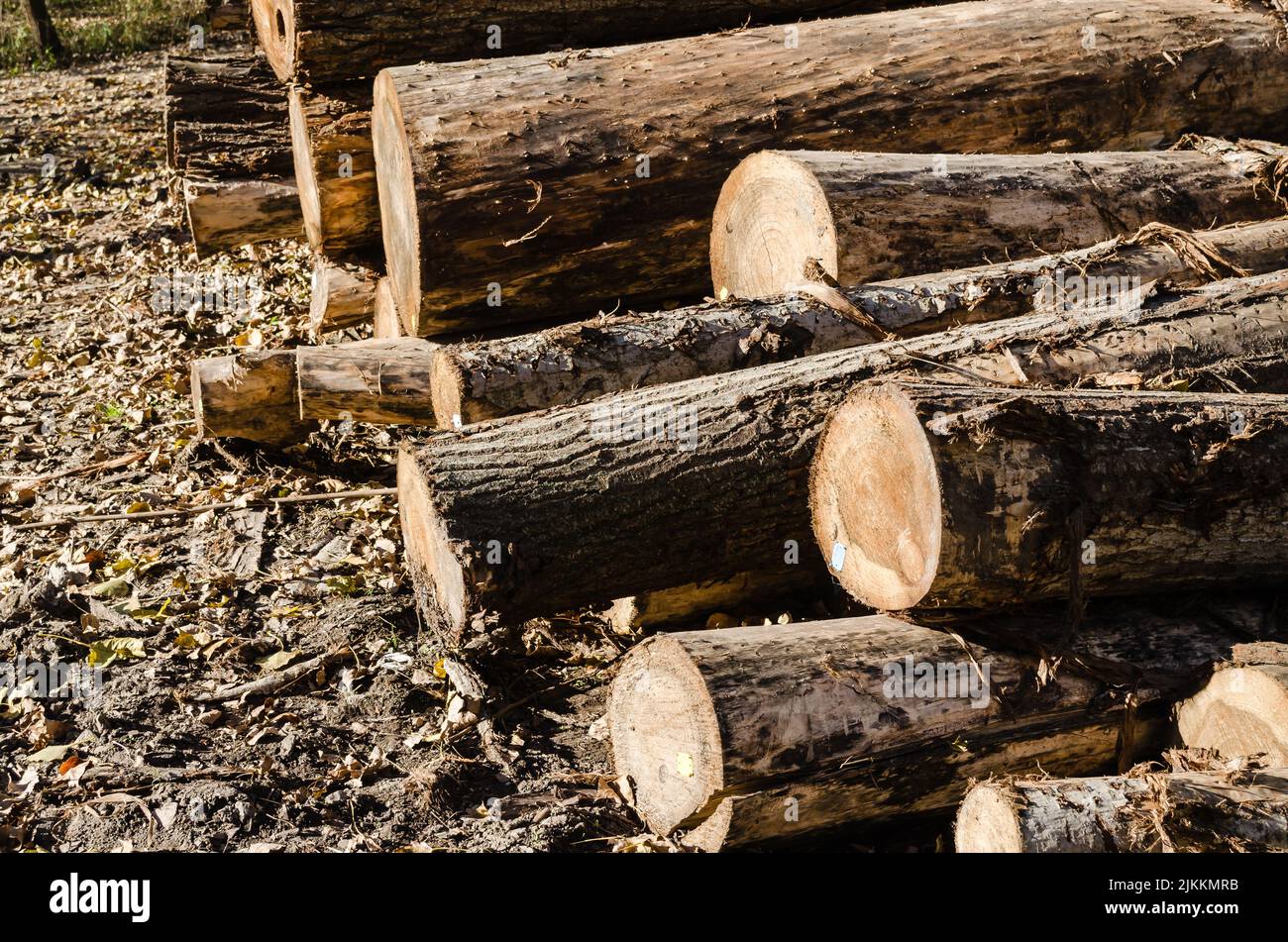 Cut poplar trees by the road in the autumn forest Stock Photo - Alamy
