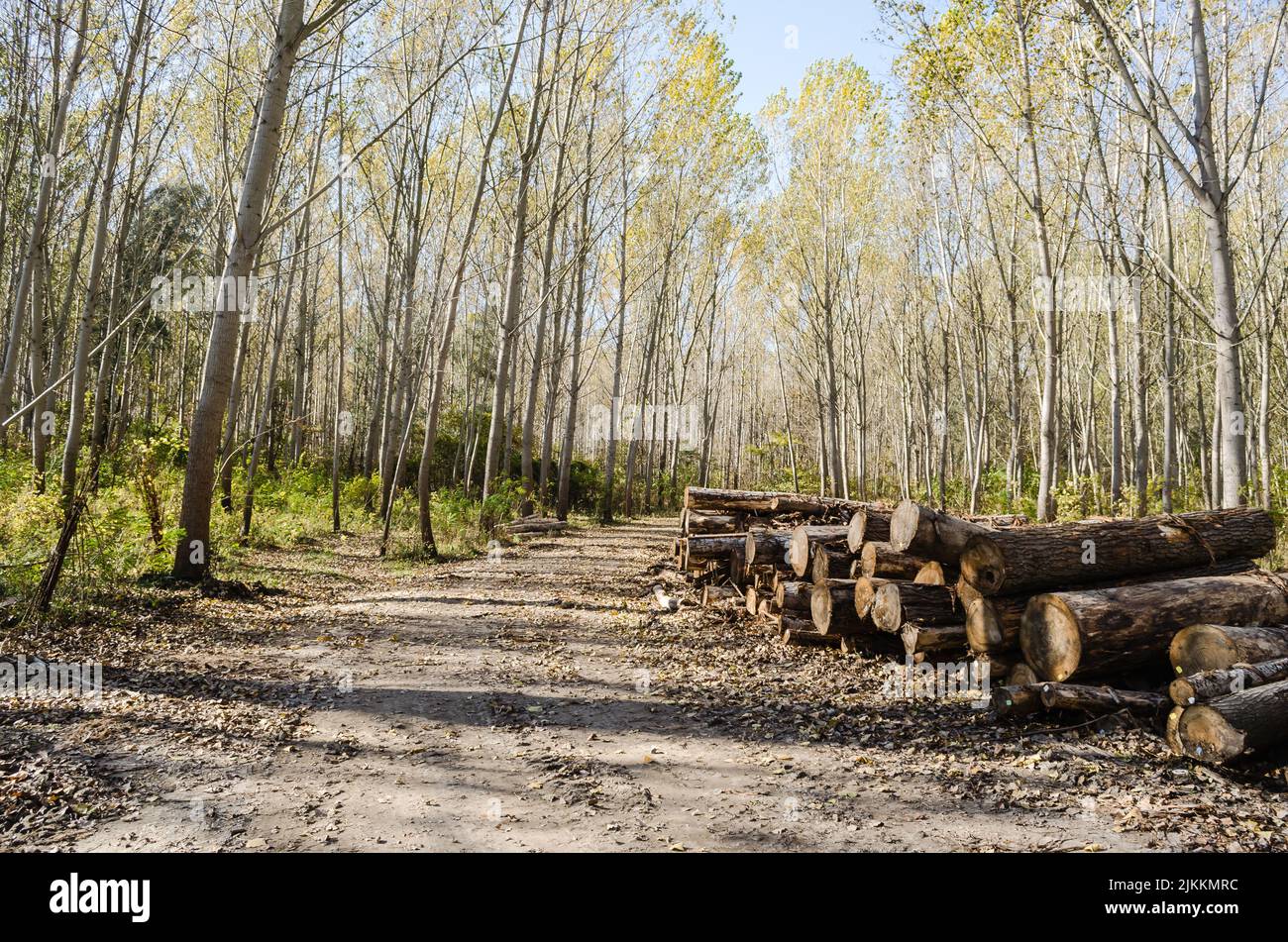 Cut poplar trees hi-res stock photography and images - Alamy
