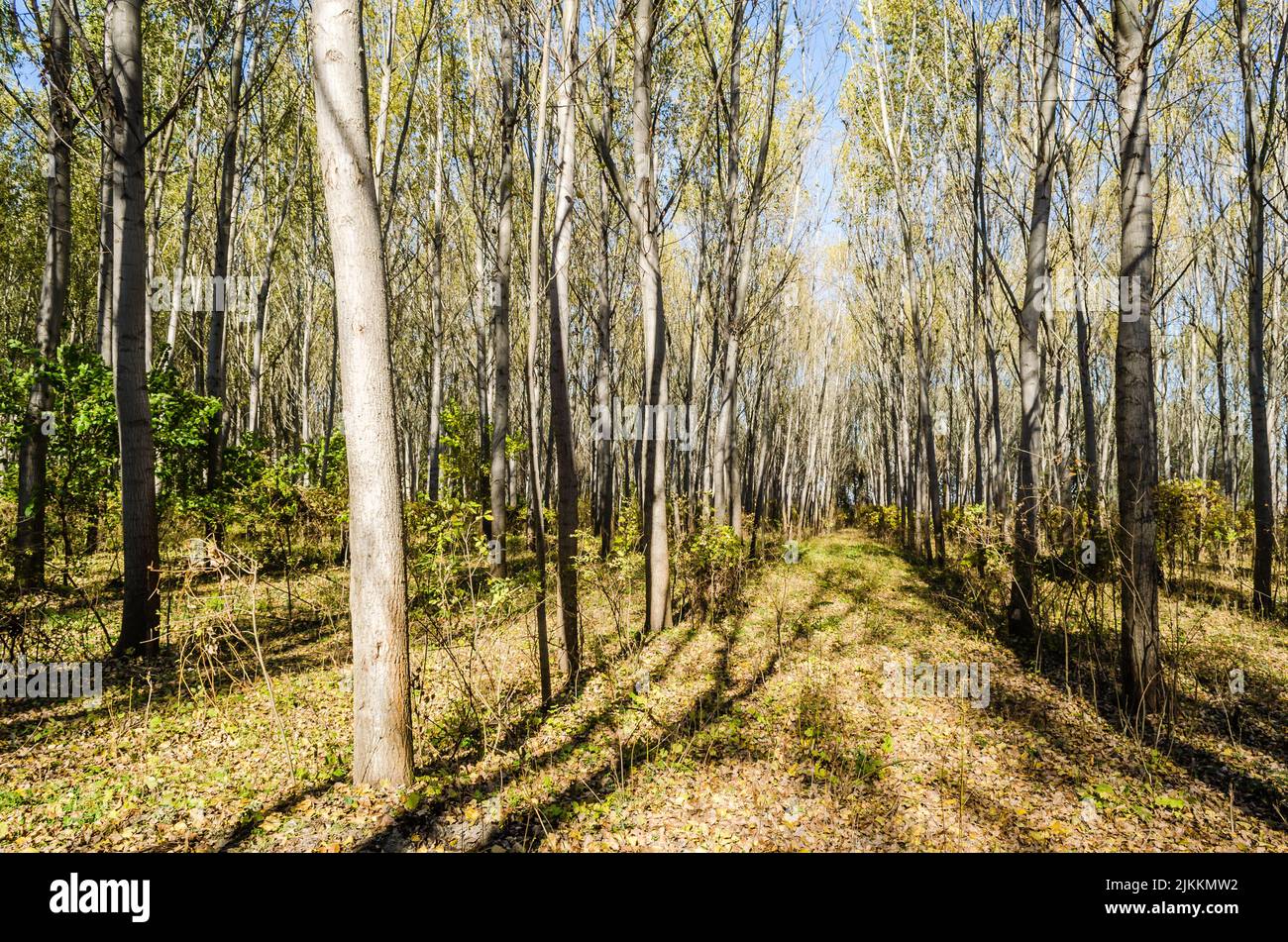 The ambience of the forest in the autumn, by the river Danube Stock ...