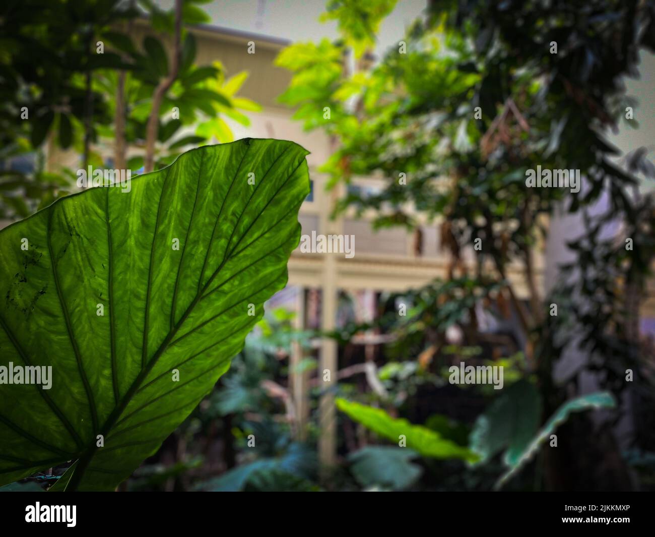 A selective focus of a green leaf of a plant in the zoo of Amsterdam ...