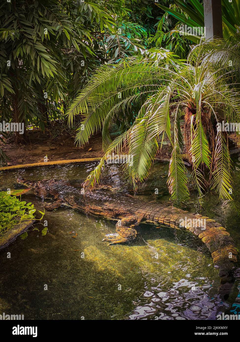 Crocodile surrounded by greenery at zoo hi-res stock photography and ...