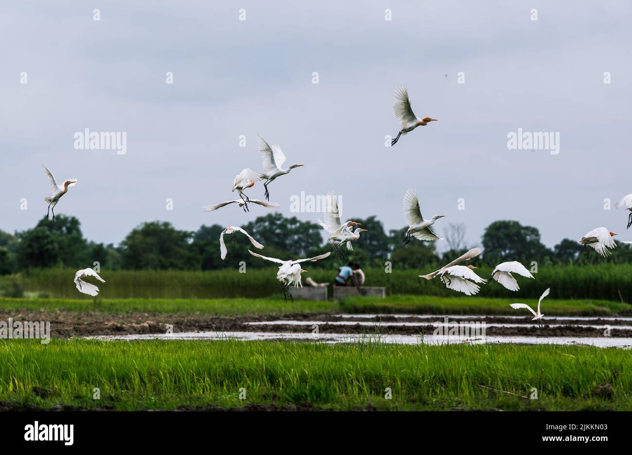 A flock of wild cattle egret (Bubulcus ibis) birds fly and sit on the ...