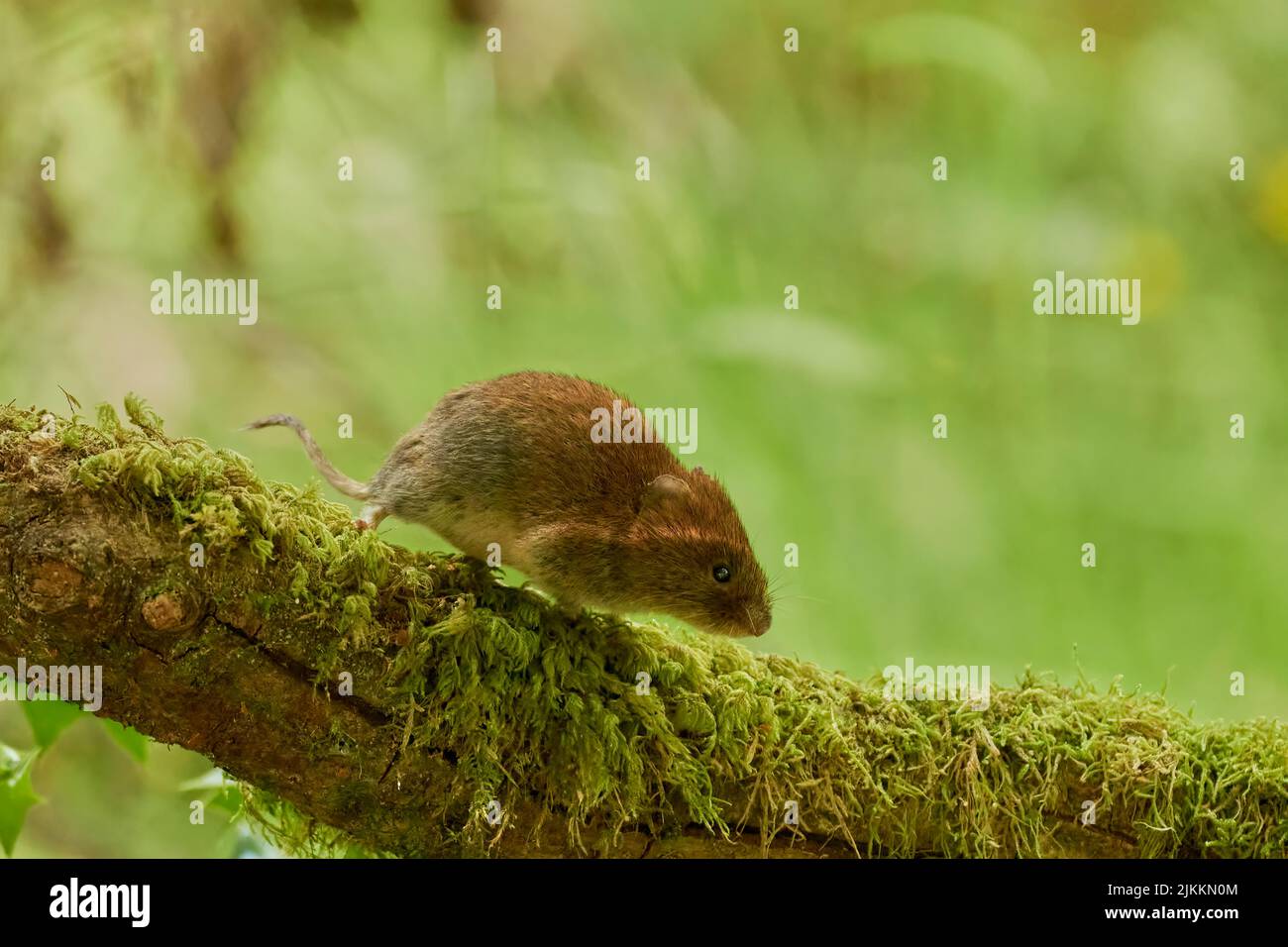 Bank vole, Myodes glareolus, in woodland, Rosneath Peninsula, Argyll ...