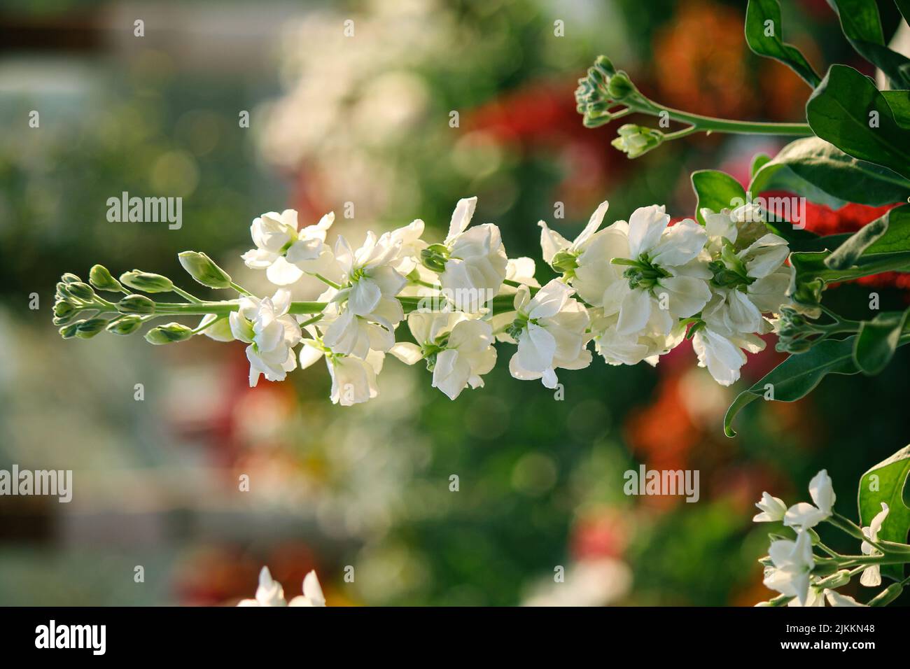 Stock flowers hi-res stock photography and images - Alamy