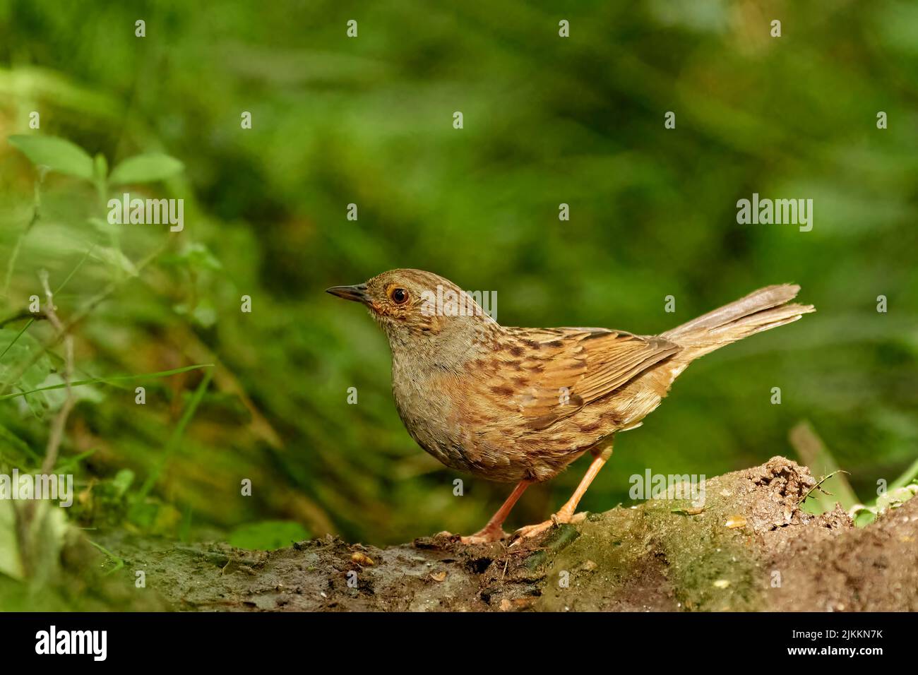 Dunnock, Prunella modularis, in woodland, Rosneath Peninsula, Argyll ...