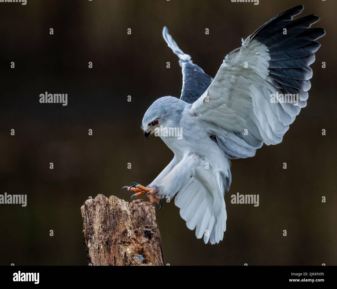 A closeup shot of a Black-winged kite landing on a tree branch with ...