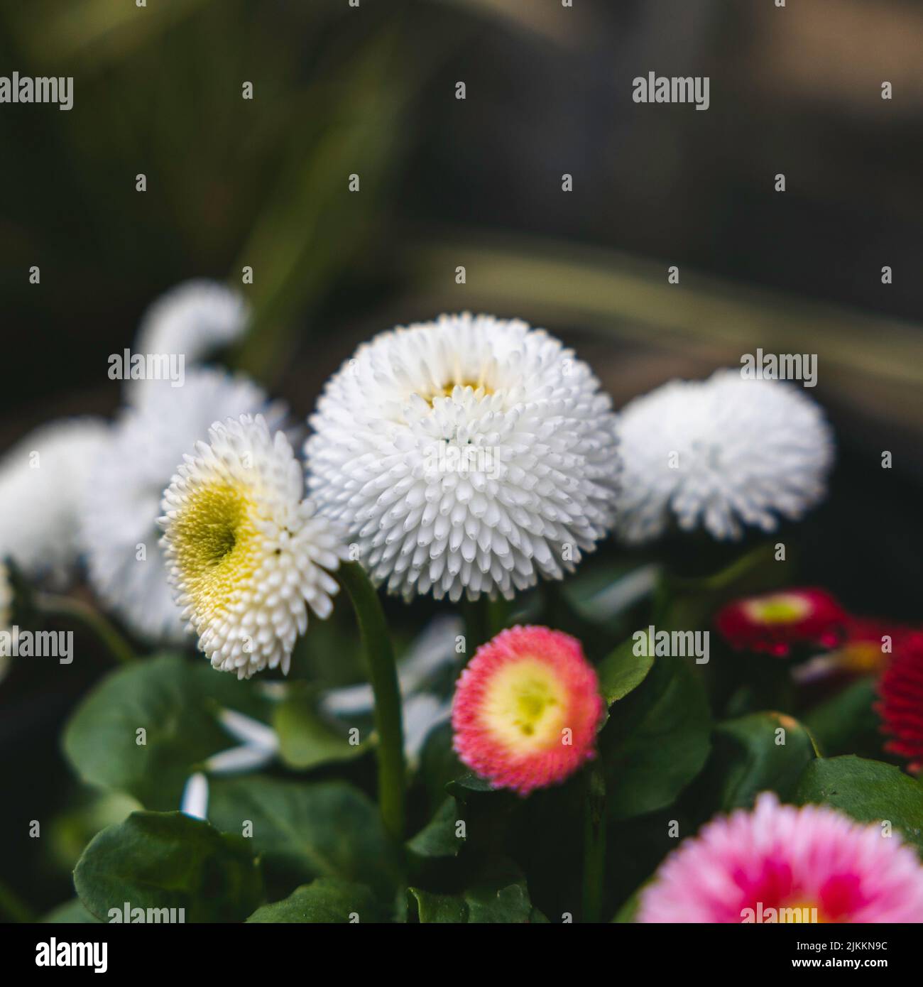 A close-up shot of a white, round flower in a garden with a blurry ...