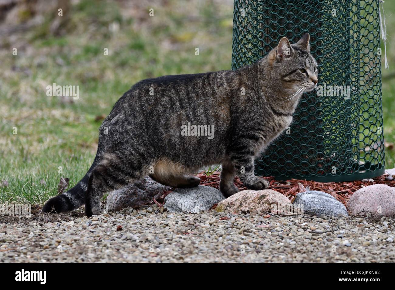 Big cat and hunt hi-res stock photography and images - Alamy