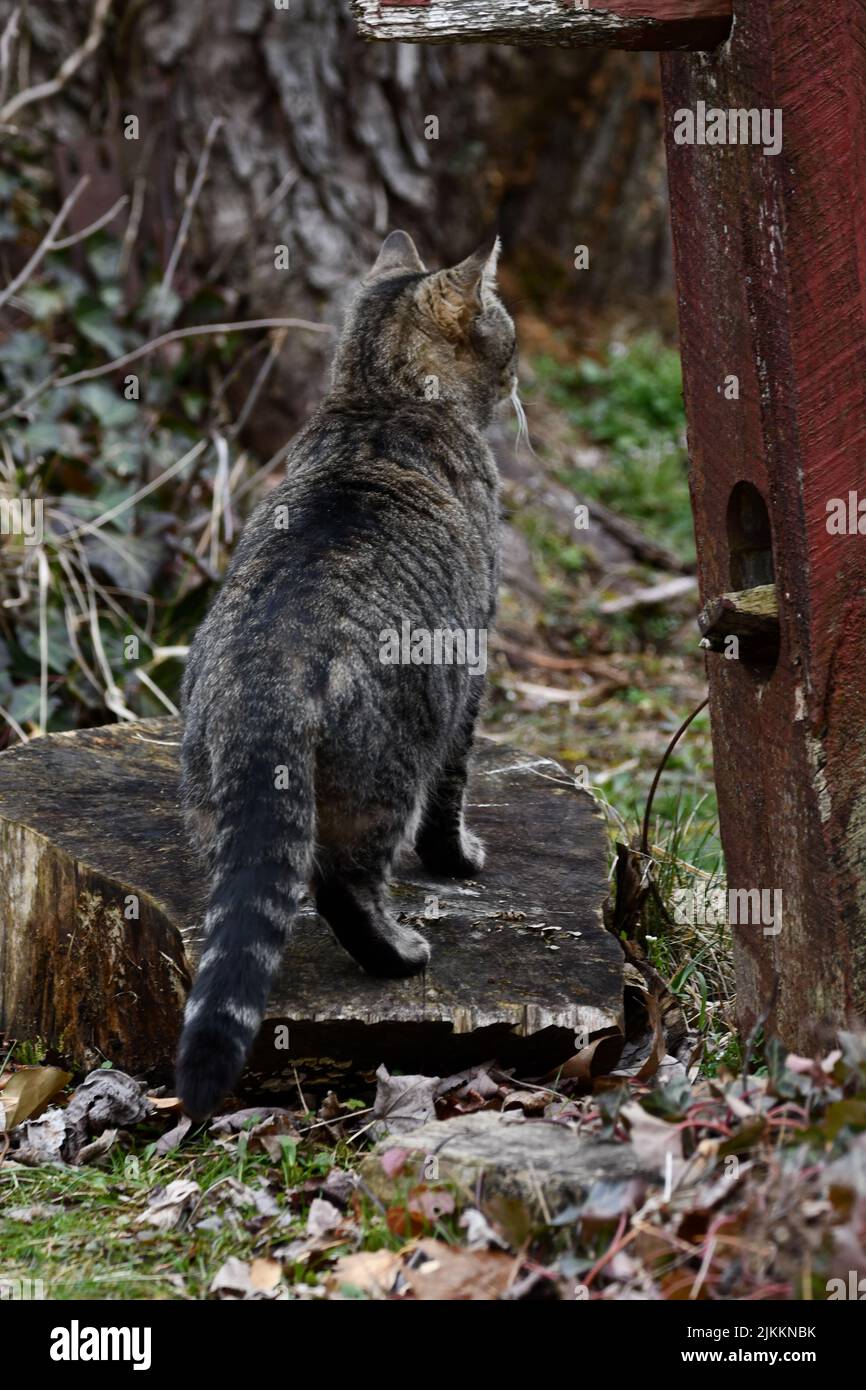 A vertical, back view of a feral, tabby cat on its hunt Stock Photo - Alamy