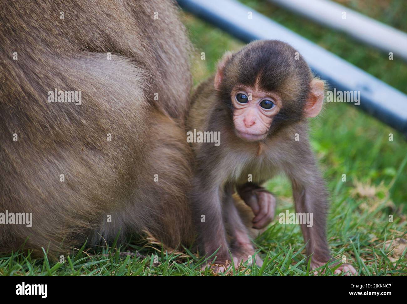 Young macaca fuscata hi-res stock photography and images - Alamy
