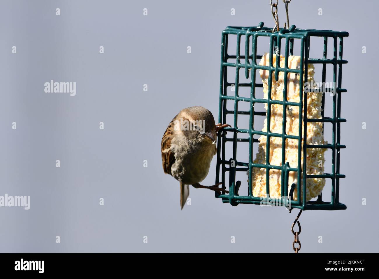 A close-up shot of a brown house sparrow standing on a feeder cage ...