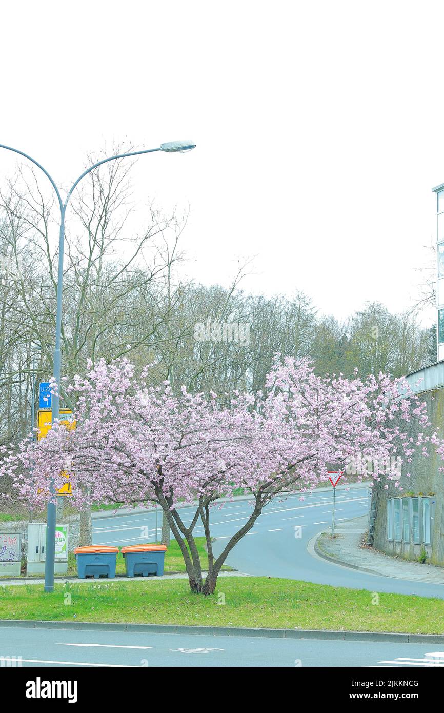 A vertical shot of a blooming tree by the side of the road Stock Photo ...