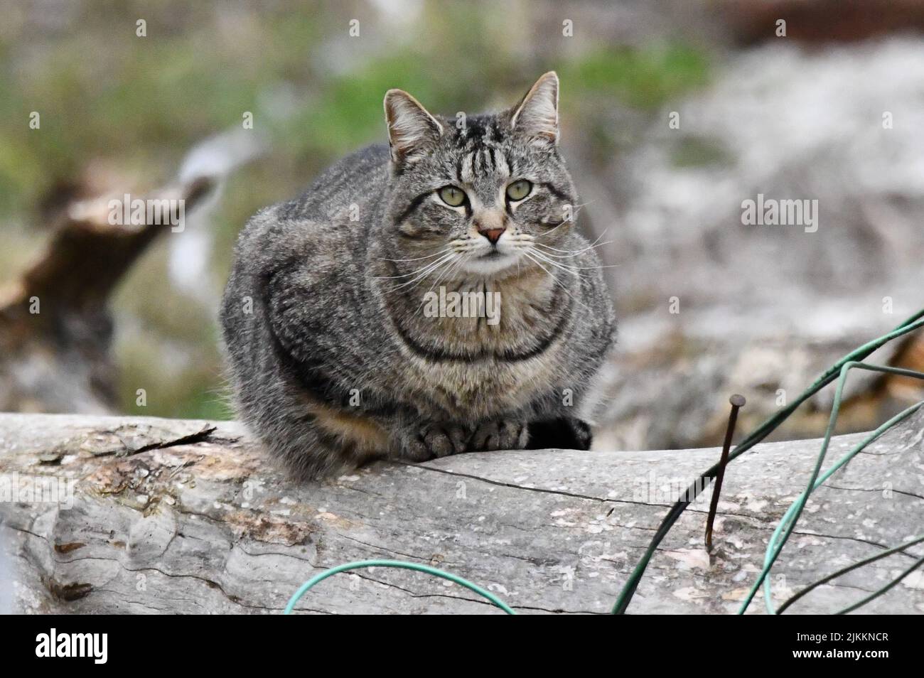 A feral, tabby cat standing on a wooden log, isolated on a blurred ...