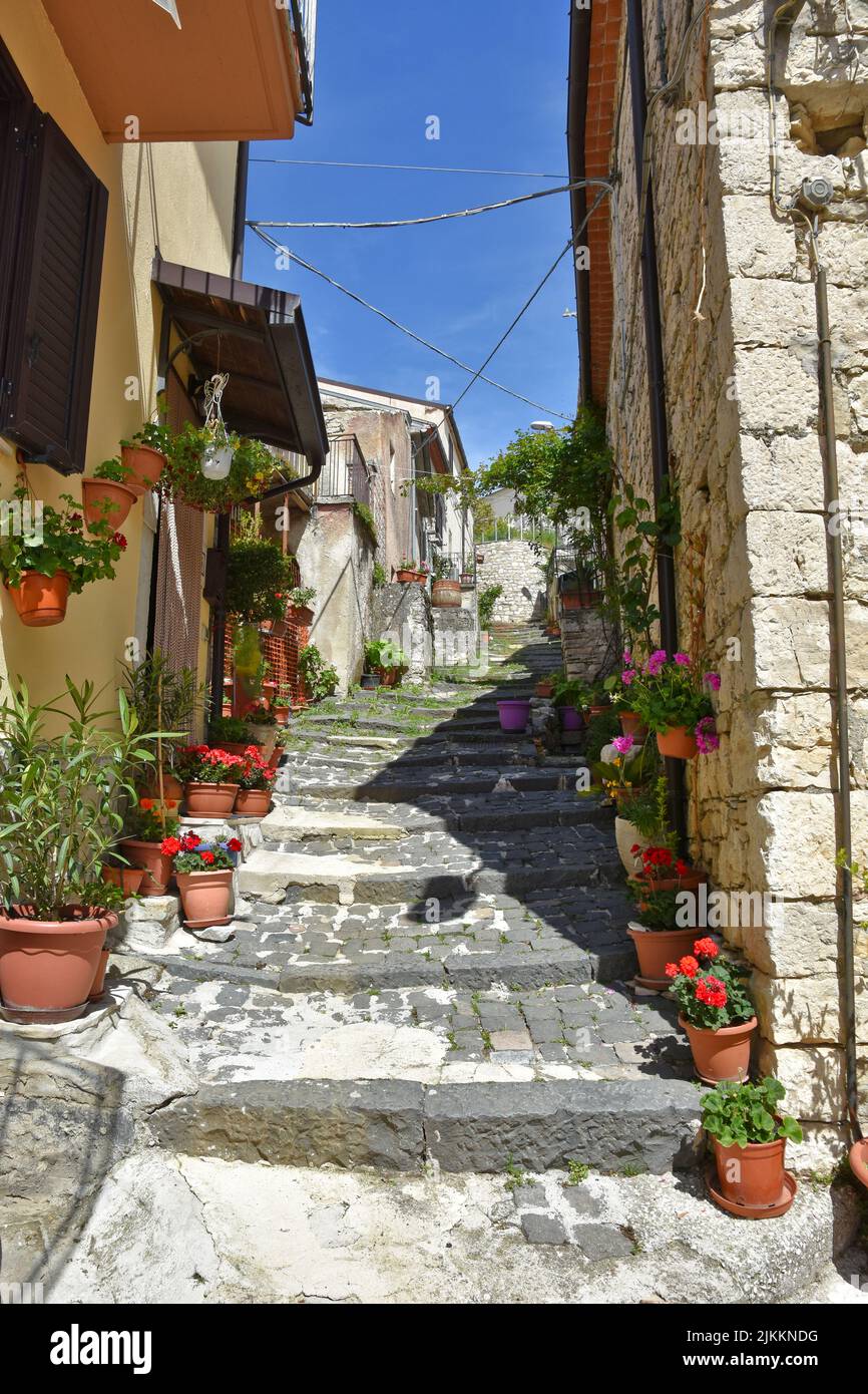 A medieval stone floor with pot plants in an alley among the houses of ...
