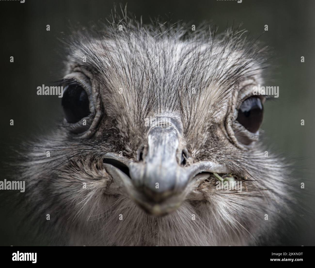 A macro shot of the ostrich's head. Front view Stock Photo - Alamy