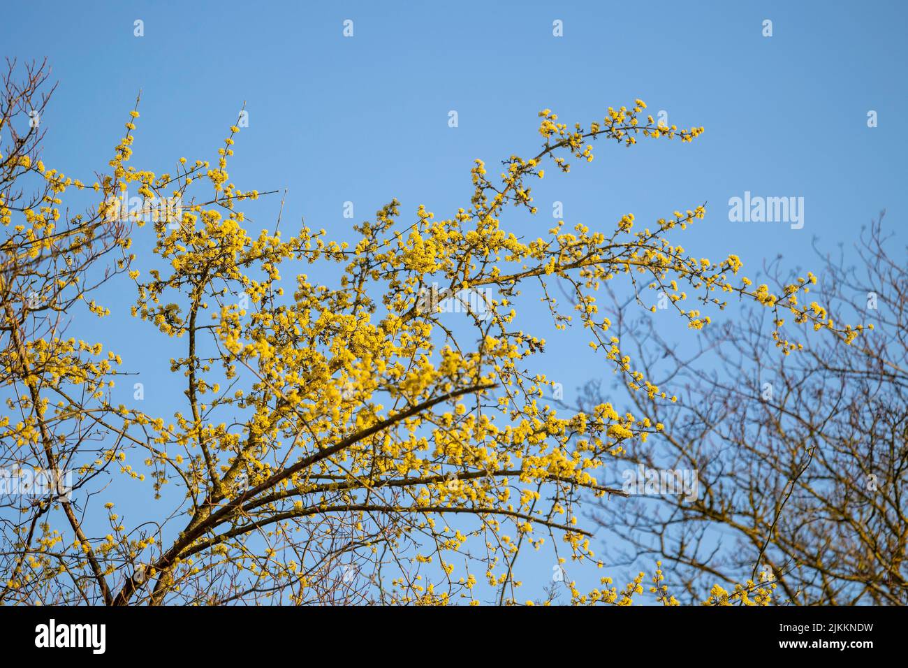 Spring blooming flowers against blue hi-res stock photography and ...