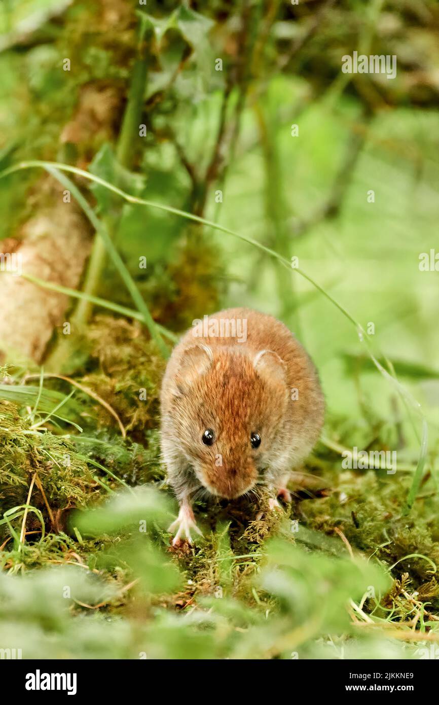Bank vole, Myodes glareolus, in woodland, Argyll, Scotland, UK Stock ...