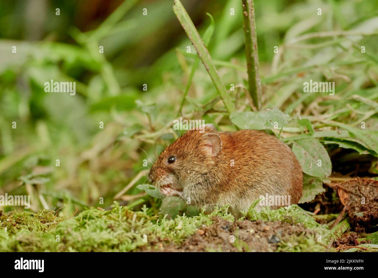 Bank vole, Myodes glareolus, in woodland, Argyll, Scotland, UK Stock ...