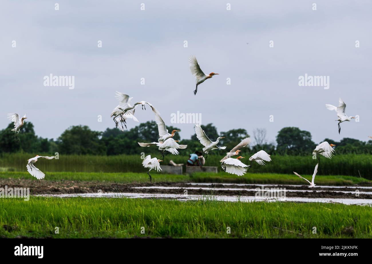 Birds of india hi-res stock photography and images - Alamy