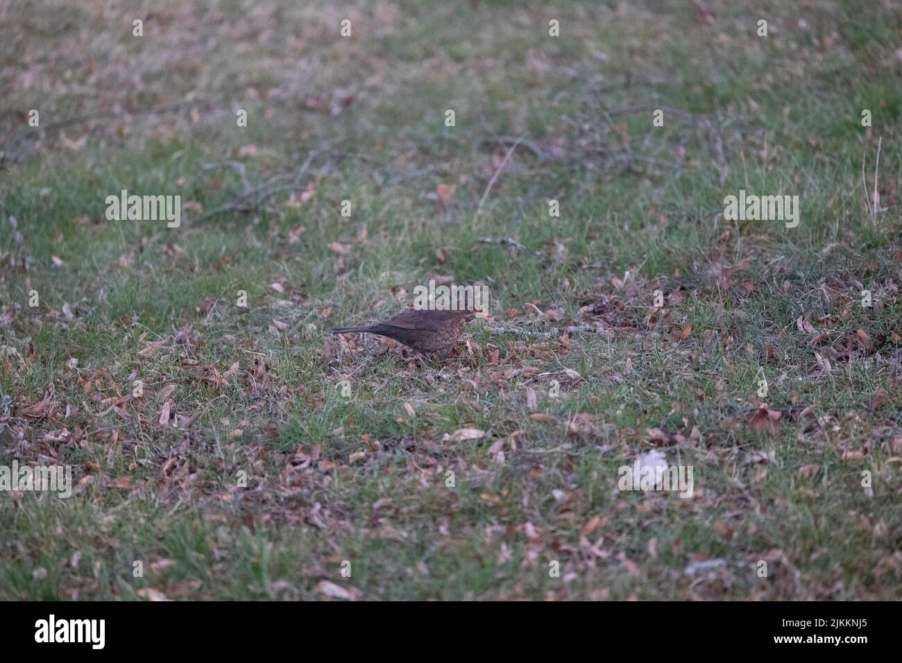 A brown bird standing in the middle of a field Stock Photo - Alamy