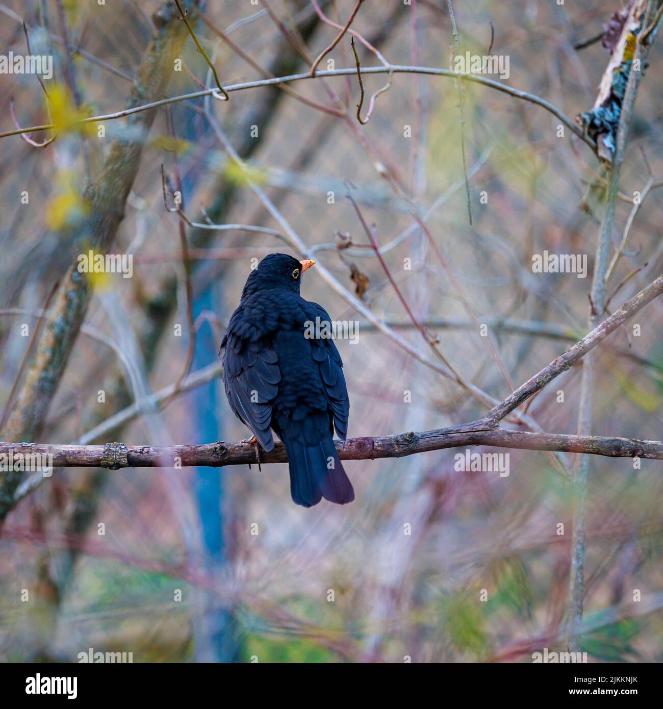 Back view bird hi-res stock photography and images - Alamy