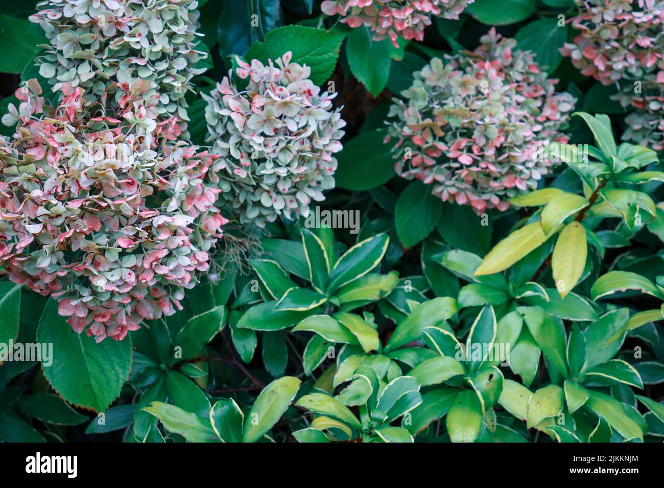 A top view of a blooming hydrangea plant with green leaves Stock Photo ...