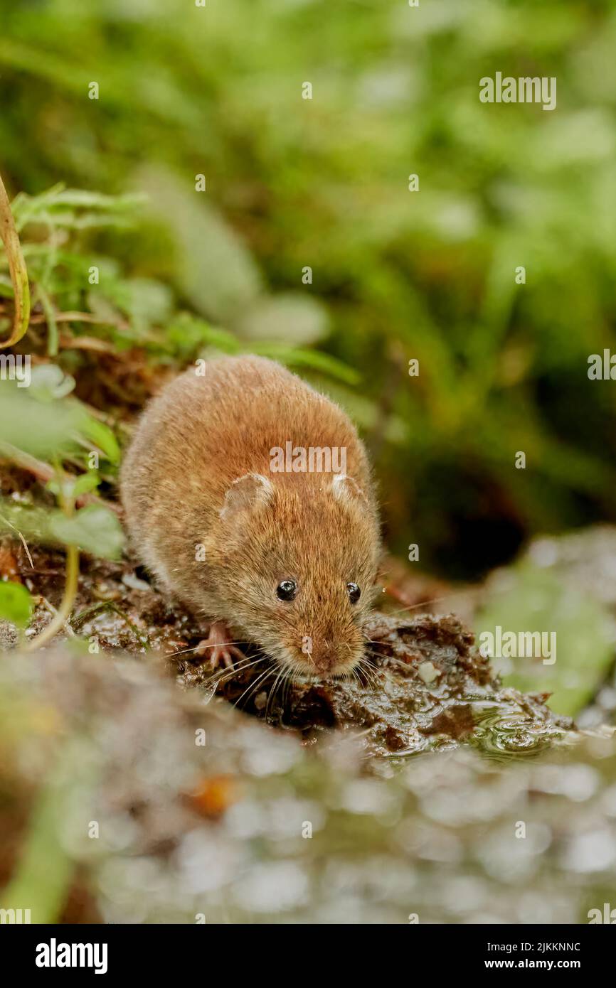 Bank vole, Myodes glareolus, in woodland, Argyll, Scotland, UK Stock ...