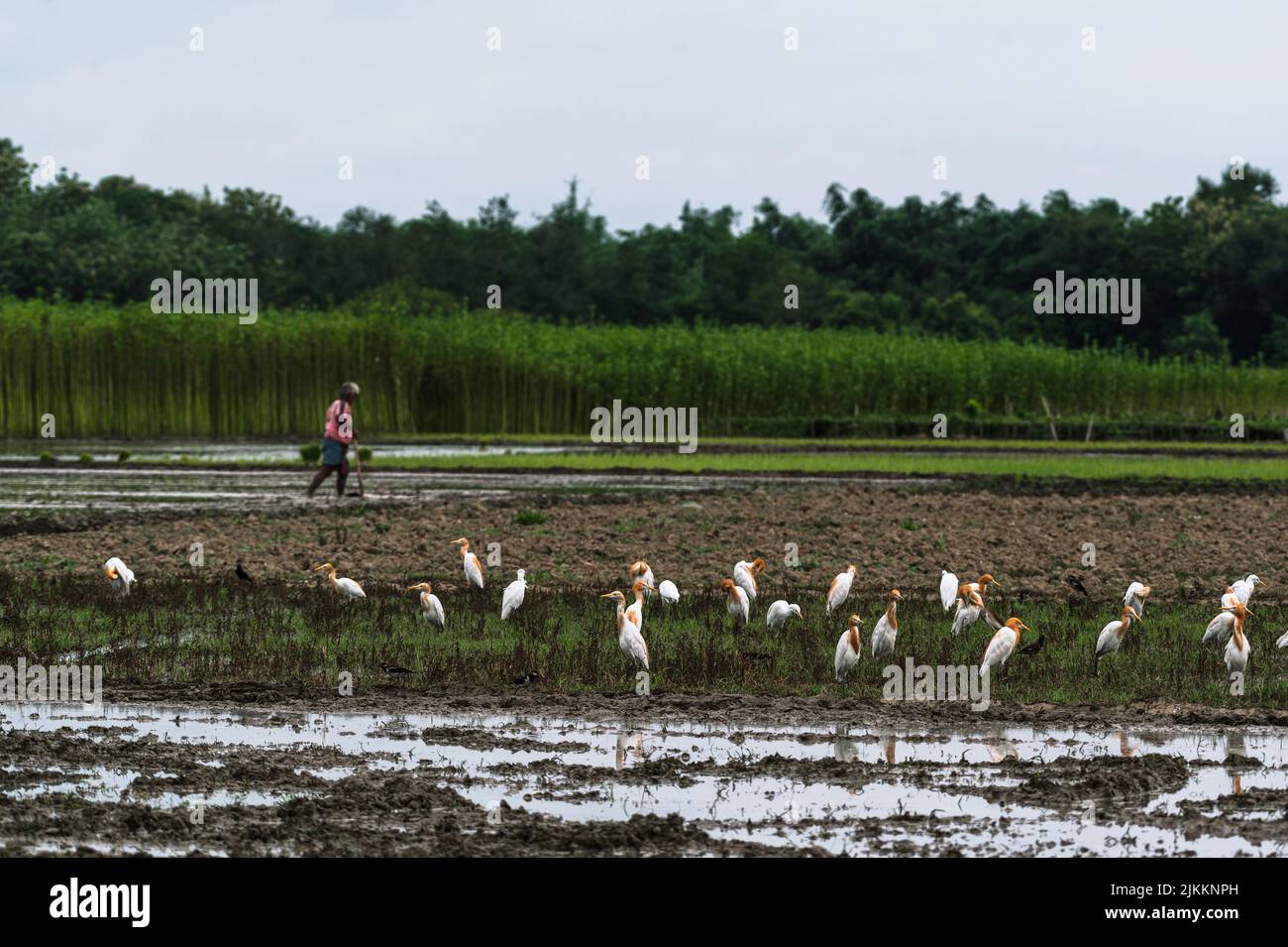 A flock of wild cattle egret (Bubulcus ibis) birds fly and sit on the ...