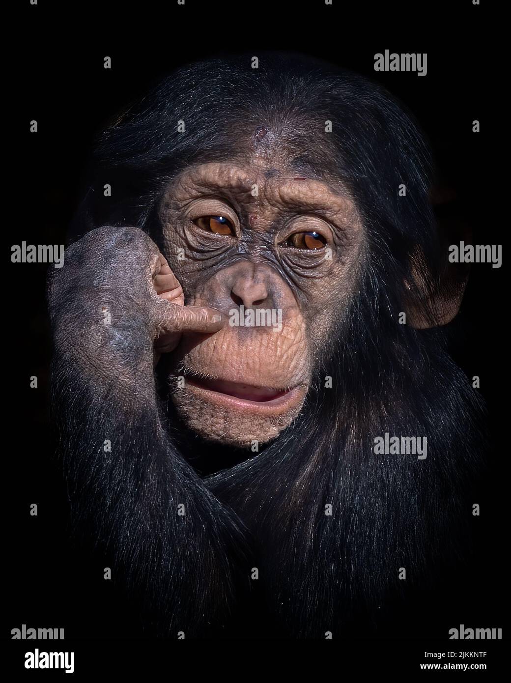 Chimpanzee head hi-res stock photography and images - Alamy