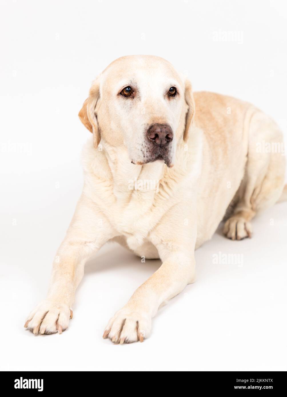 brown labrador dog lying in a studio with white background Stock Photo ...