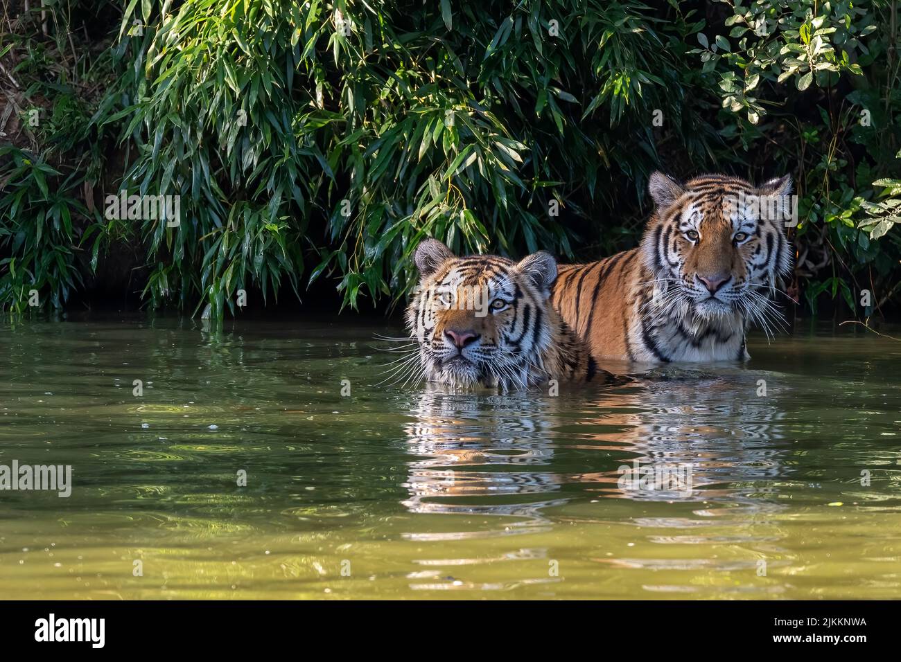 A couple of bengal tigers swimming in the water in the jungle Stock ...