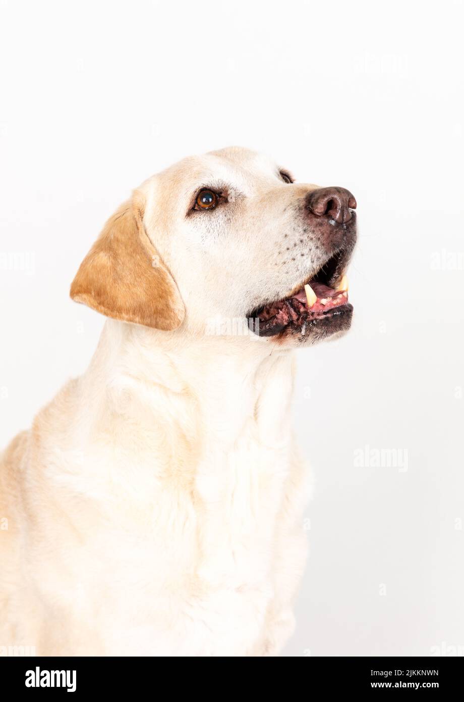 brown labrador dog head in a studio with white background Stock Photo ...