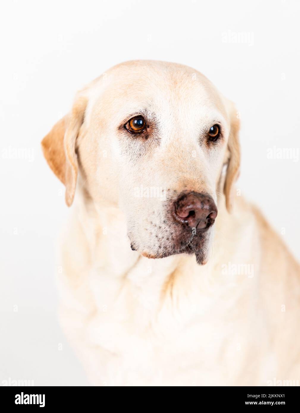 labrador studio shot with white background Stock Photo - Alamy