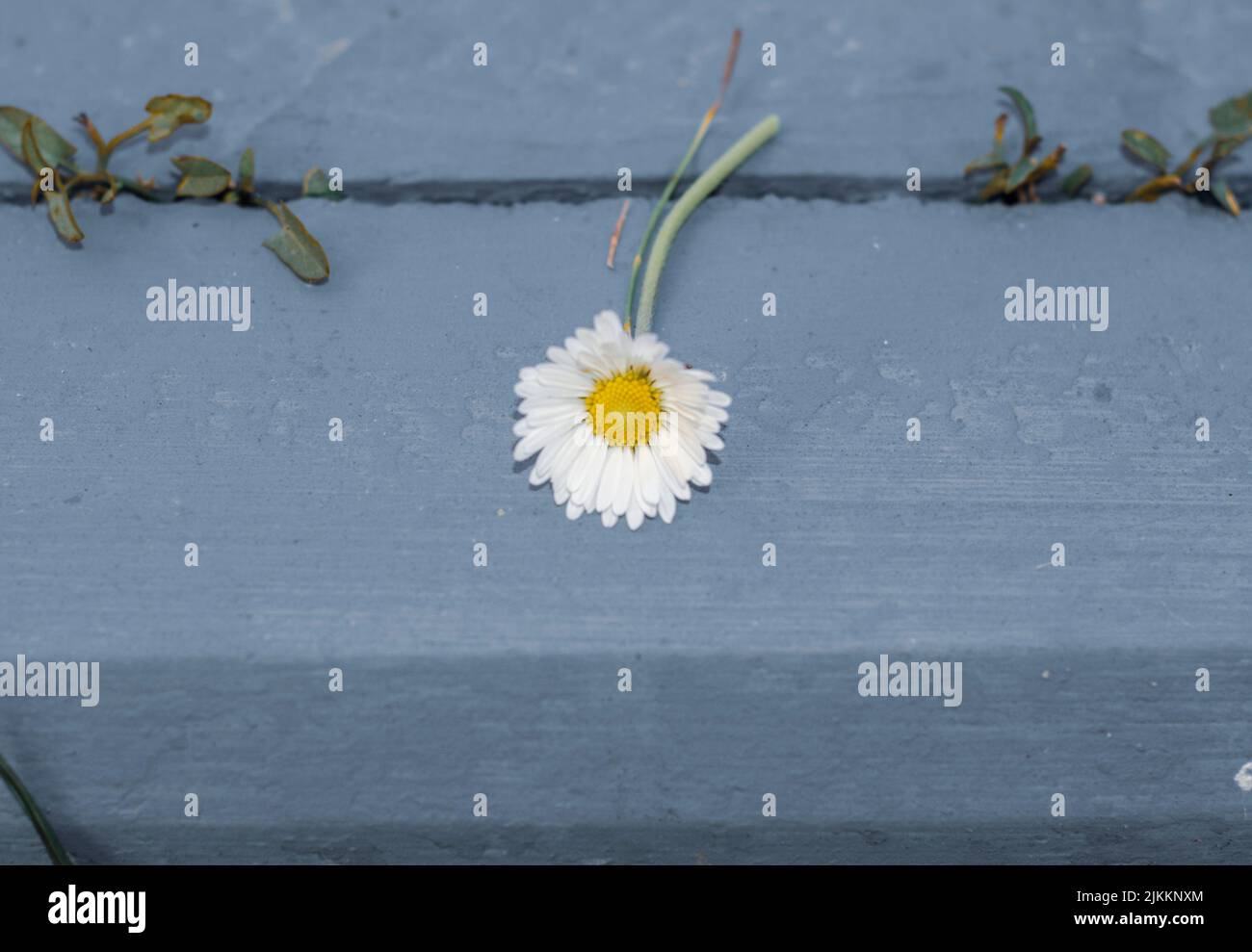 Beautiful single daisy flower hi-res stock photography and images - Alamy