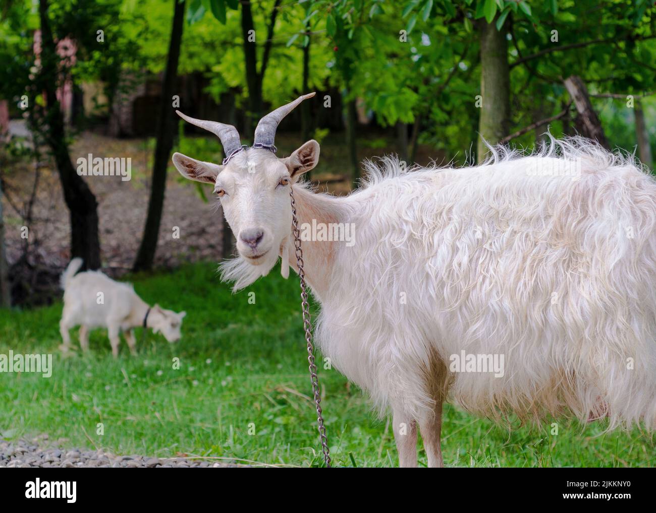 A white Saanen goat staring at the camera Stock Photo - Alamy