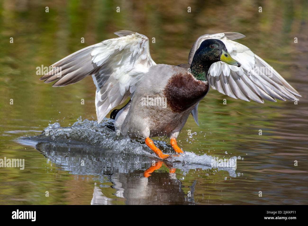 Duck fauna hi-res stock photography and images - Alamy