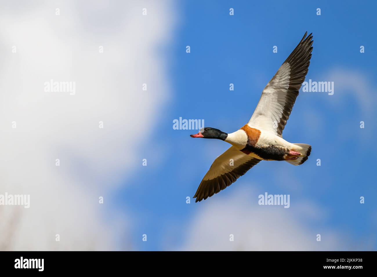 Shelduck feathers hi-res stock photography and images - Alamy